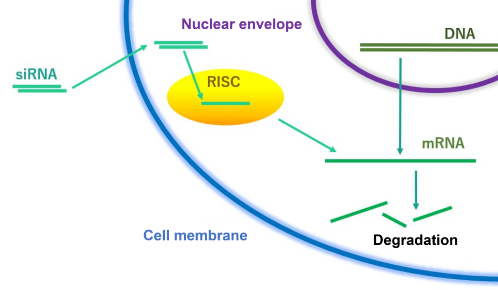 CRO [ACEL] siRNA-mediated gene knockdown evaluation study